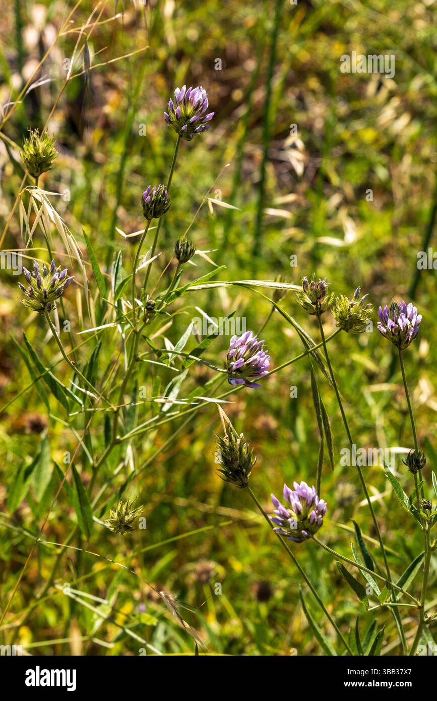 Flowering bitumen trefoil, Bituminaria bituminosa, in the sunlight ...