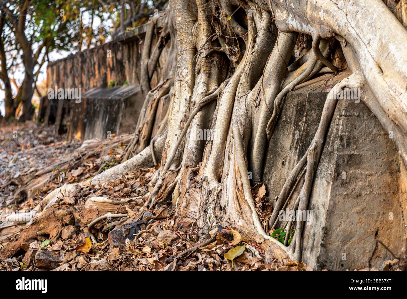 Sprawling dramatically above ground, across ancient walls and base of ...