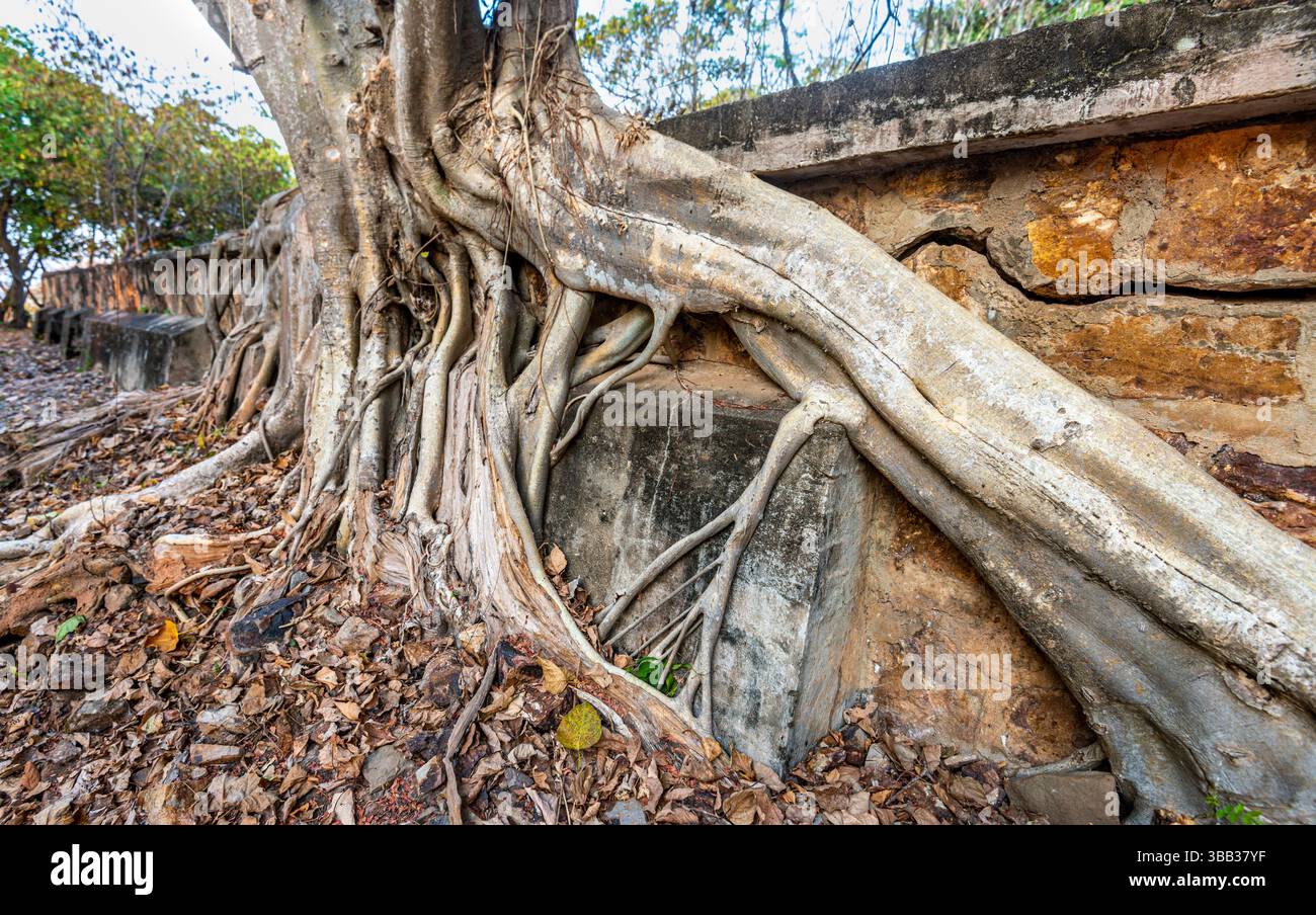 Sprawling dramatically above ground, across ancient walls and base of ...