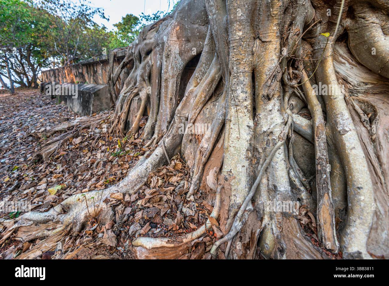 Sprawling dramatically above ground, across ancient walls and base of ...