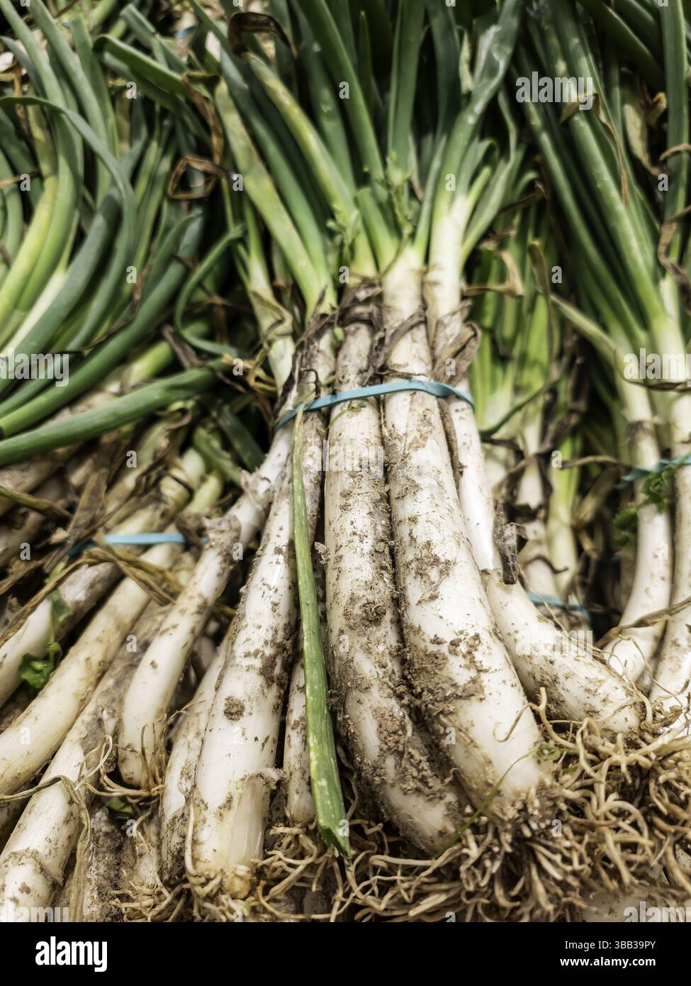 Calcots in food market hi-res stock photography and images - Alamy