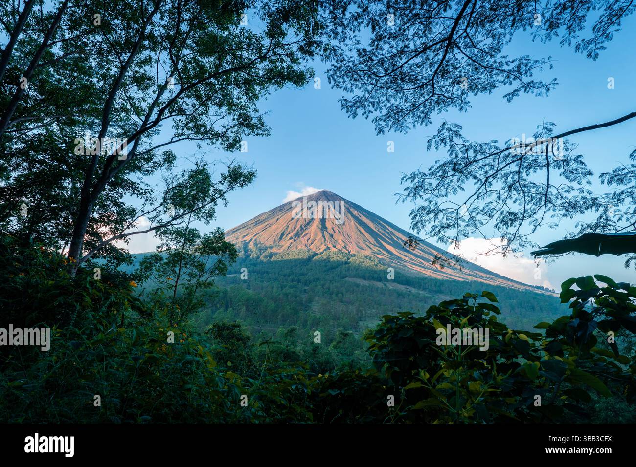 Morning view through dense hi-res stock photography and images - Alamy