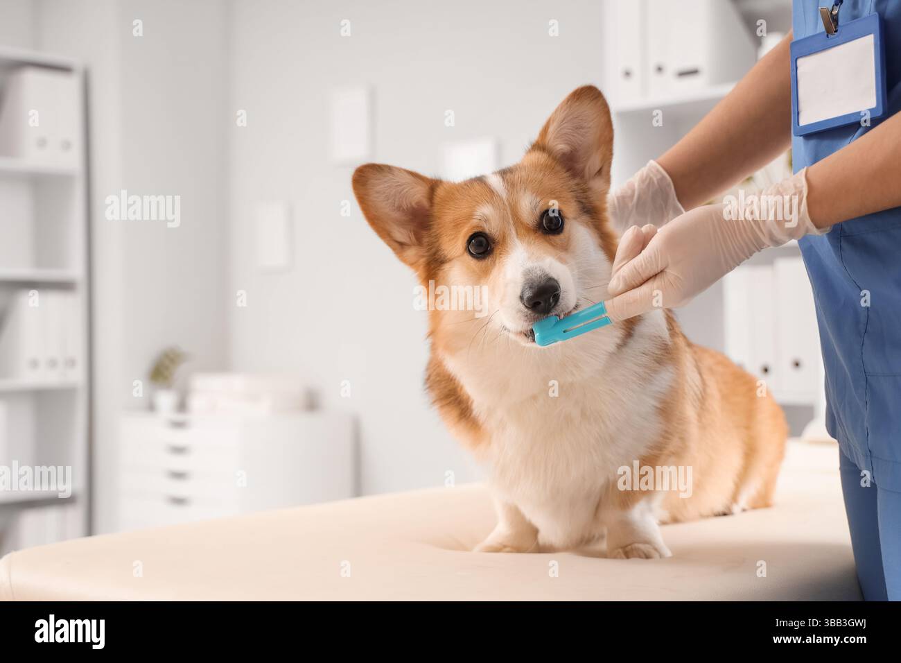 Veterinarian brushing teeth of cute Corgi dog in vet clinic Stock Photo ...