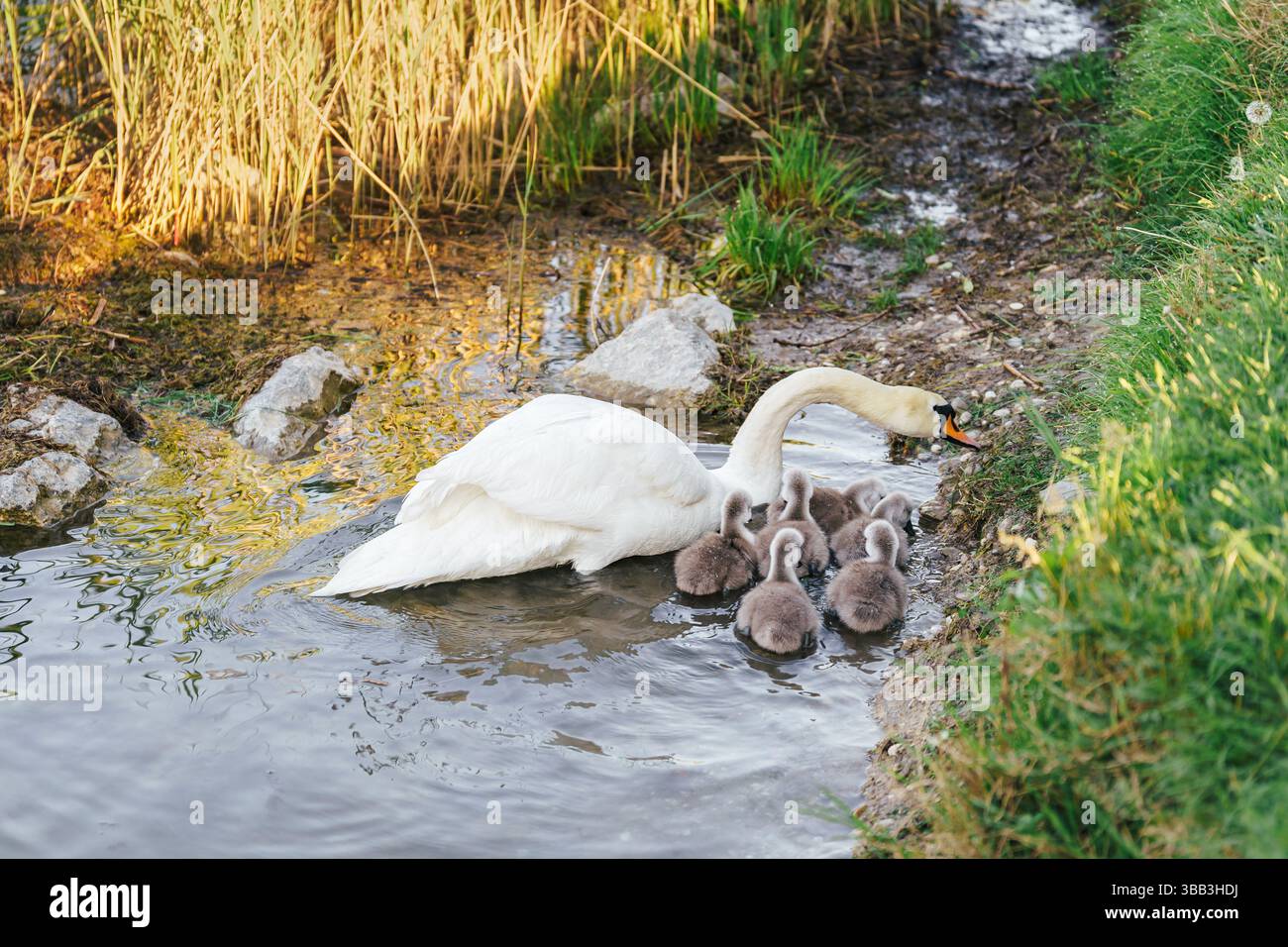 A touching moment as a swan gently guides her seven fluffy cygnets ...