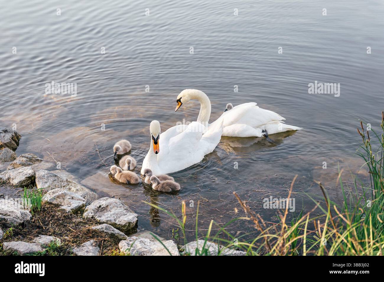 Full swan family two hi-res stock photography and images - Alamy