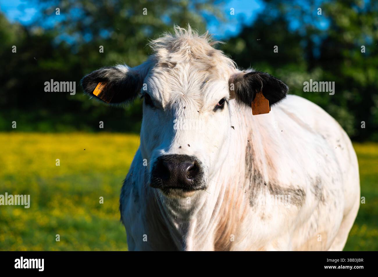 Young cow in colorful meadows at the countryside in Lot, Flemish ...