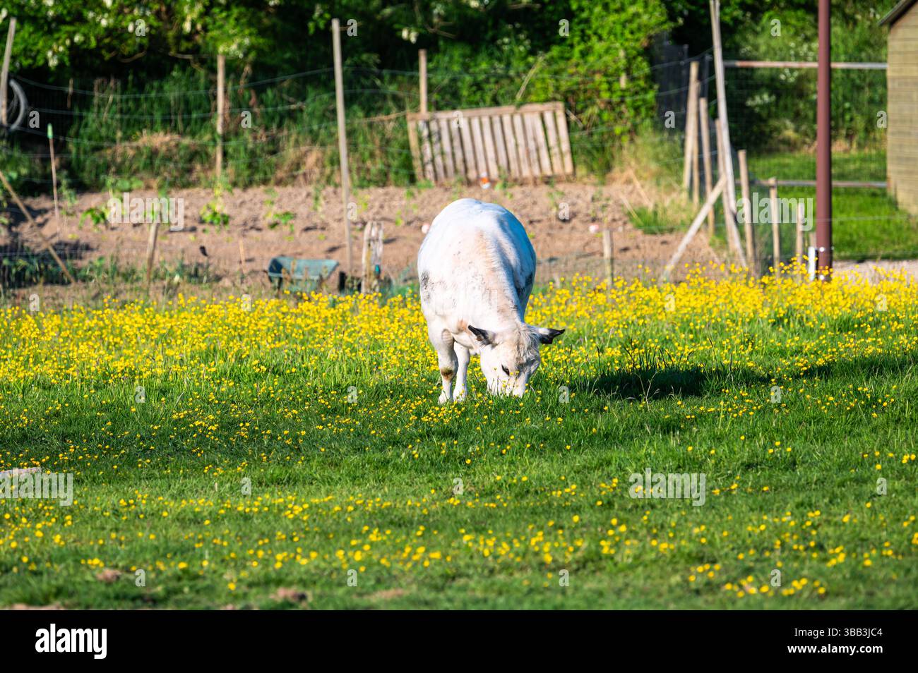 Young cow in colorful meadows at the countryside in Lot, Flemish ...