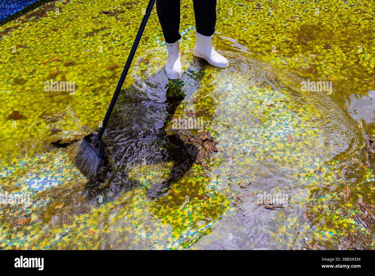 Worker rakes floating debris from swimming pool, ensuring water remains ...