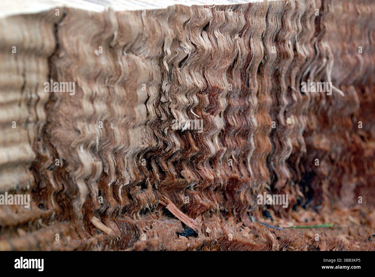 This close-up captures the intricate structure and fascinating texture ...