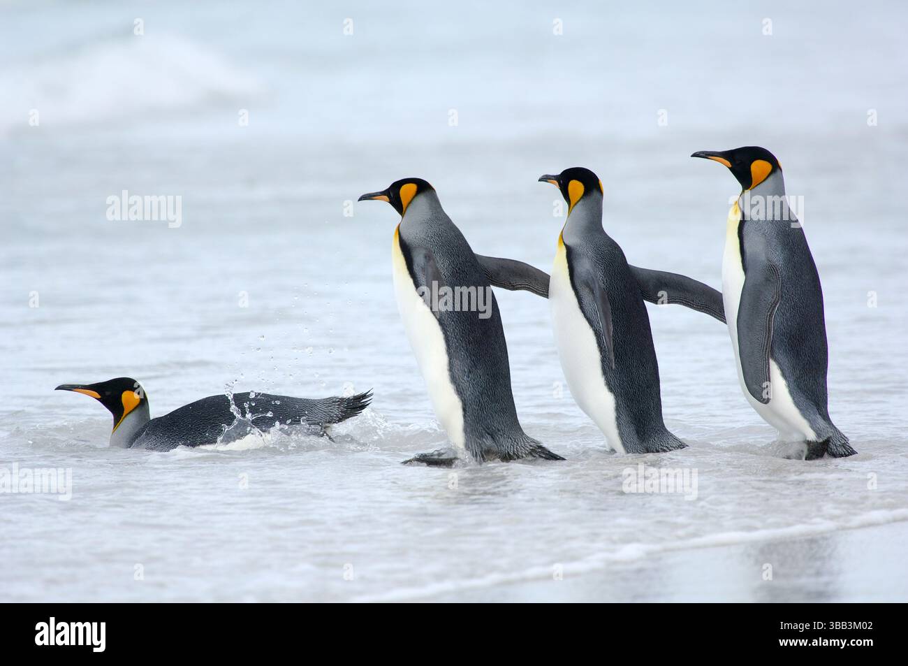 As it enters the surf zone, the king penguin (Aptenodytes patagonicus ...