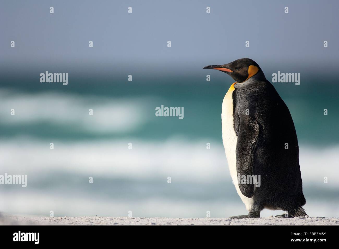 Emperor peng hi-res stock photography and images - Alamy