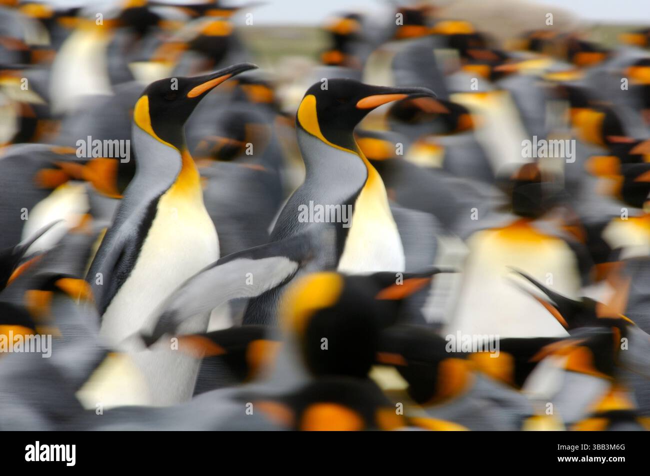 Two dense colonies hi-res stock photography and images - Alamy