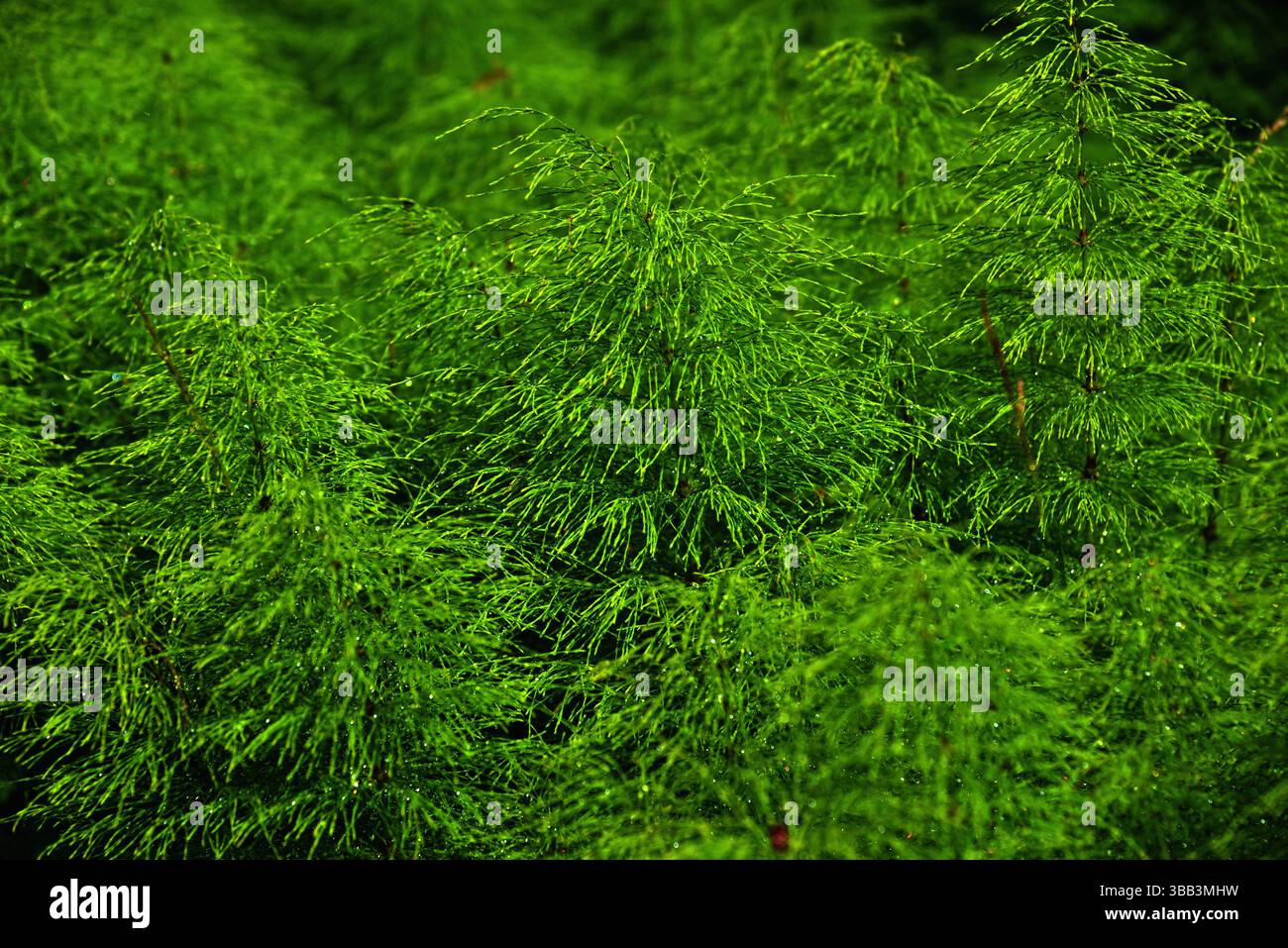 Organic texture study hi-res stock photography and images - Alamy