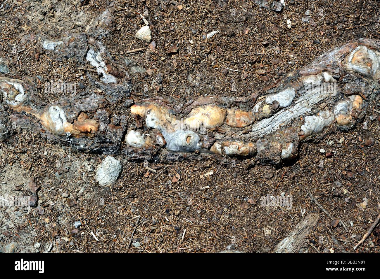 This detailed photo captures gnarled tree roots weaving sculpturally ...