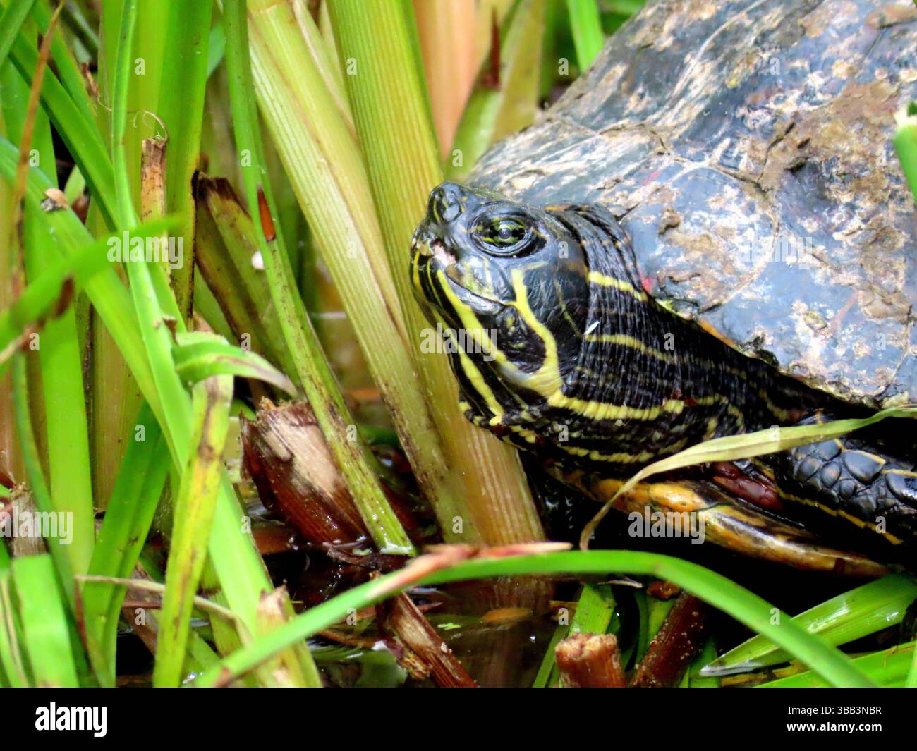 ...das Reptil genießt die Ruhe seines Liegeplatzes und laesst sich von ...