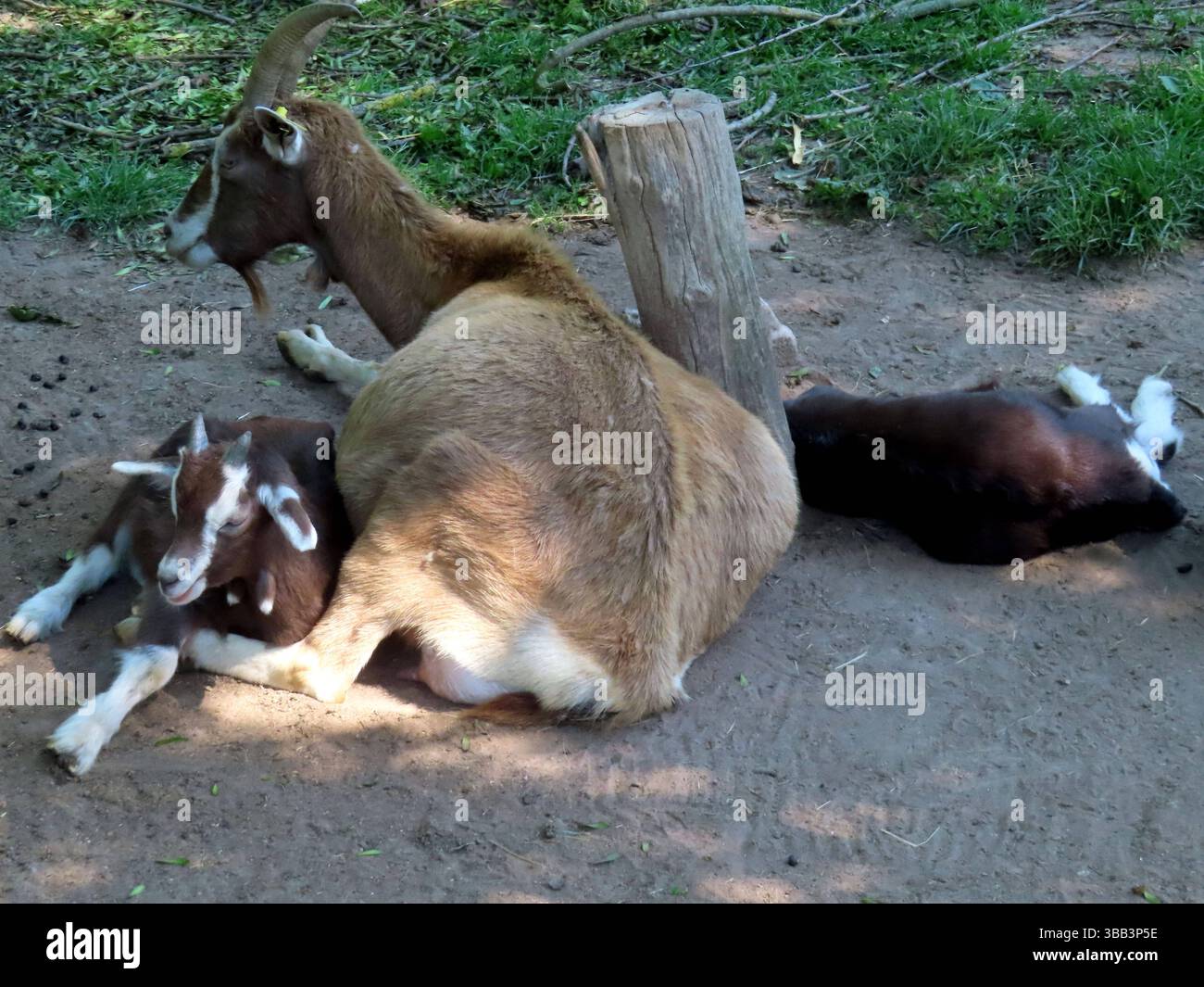 ...Ziegen in himmlischer Ruhe - Ziegenmama mit ihren zwei Zicklein ...