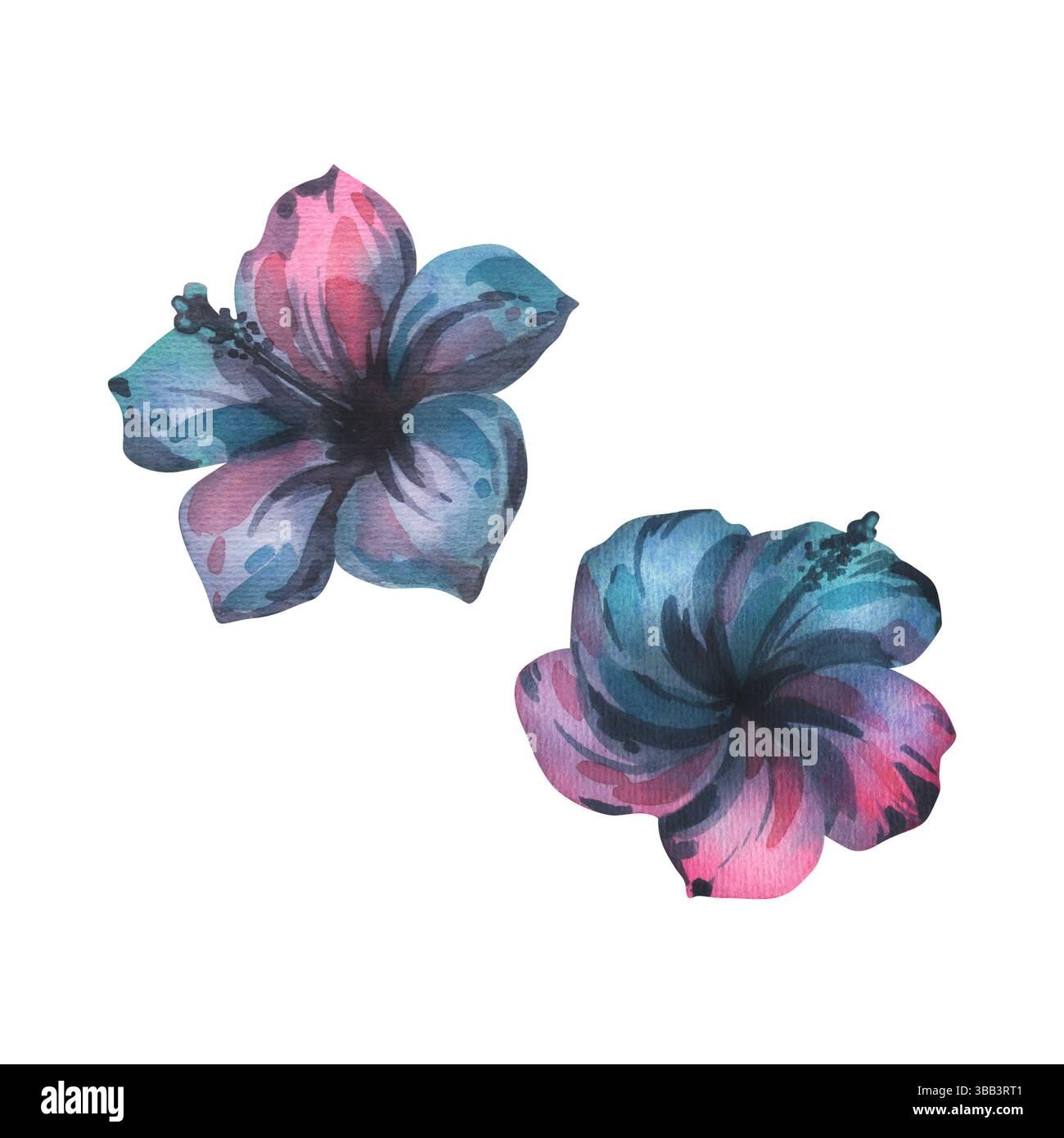 Striking buds Cut Out Stock Images & Pictures - Alamy