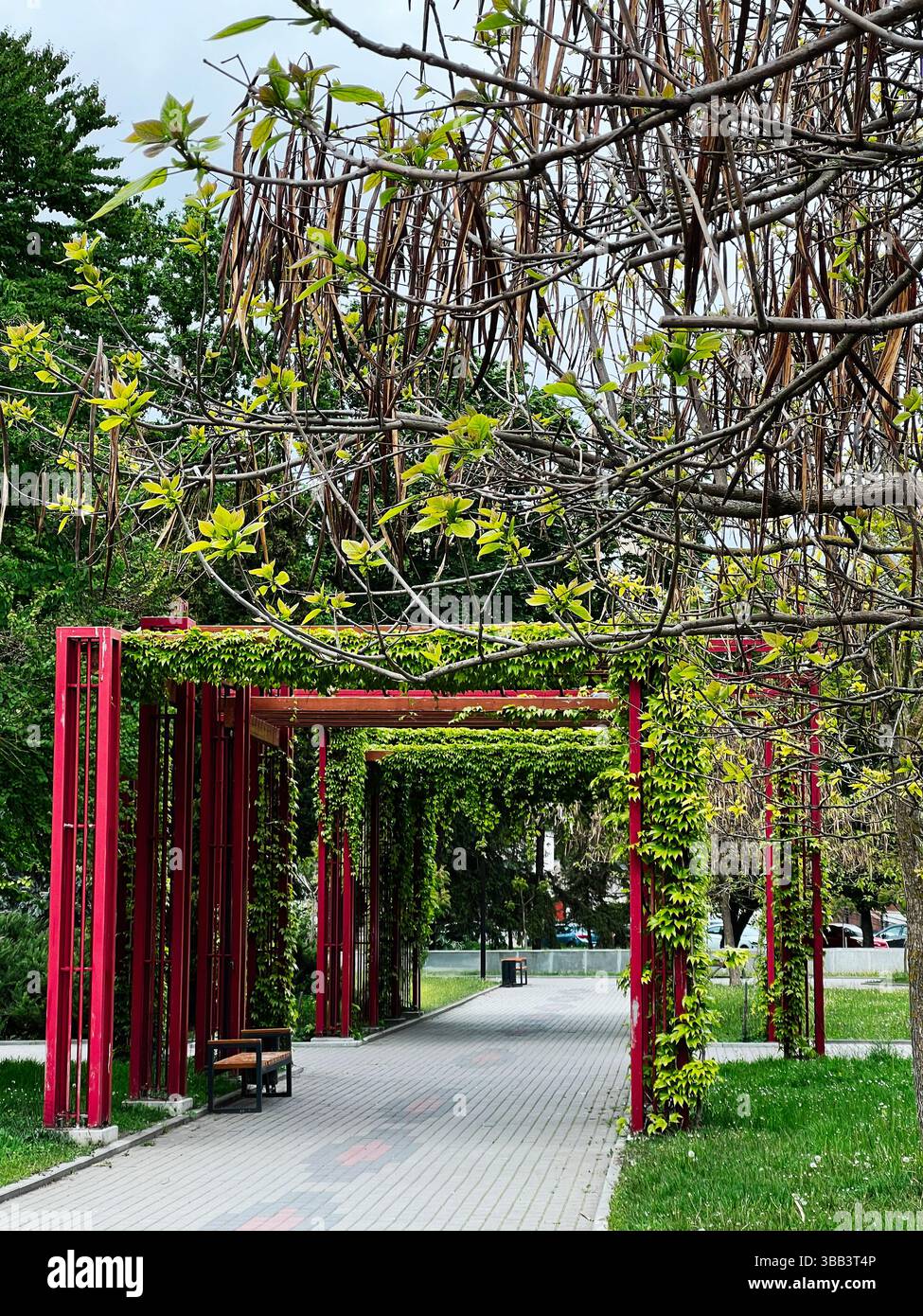 Beautiful pathway in a spring park featuring vine-covered red arches ...