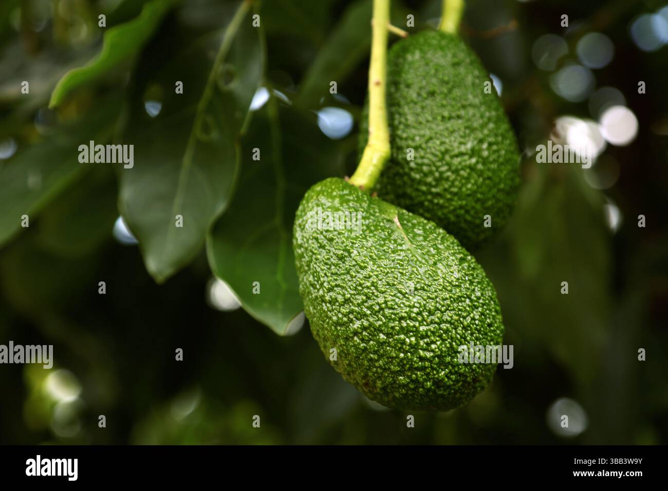 Green ripe Hass avocados on tree branch Stock Photo - Alamy