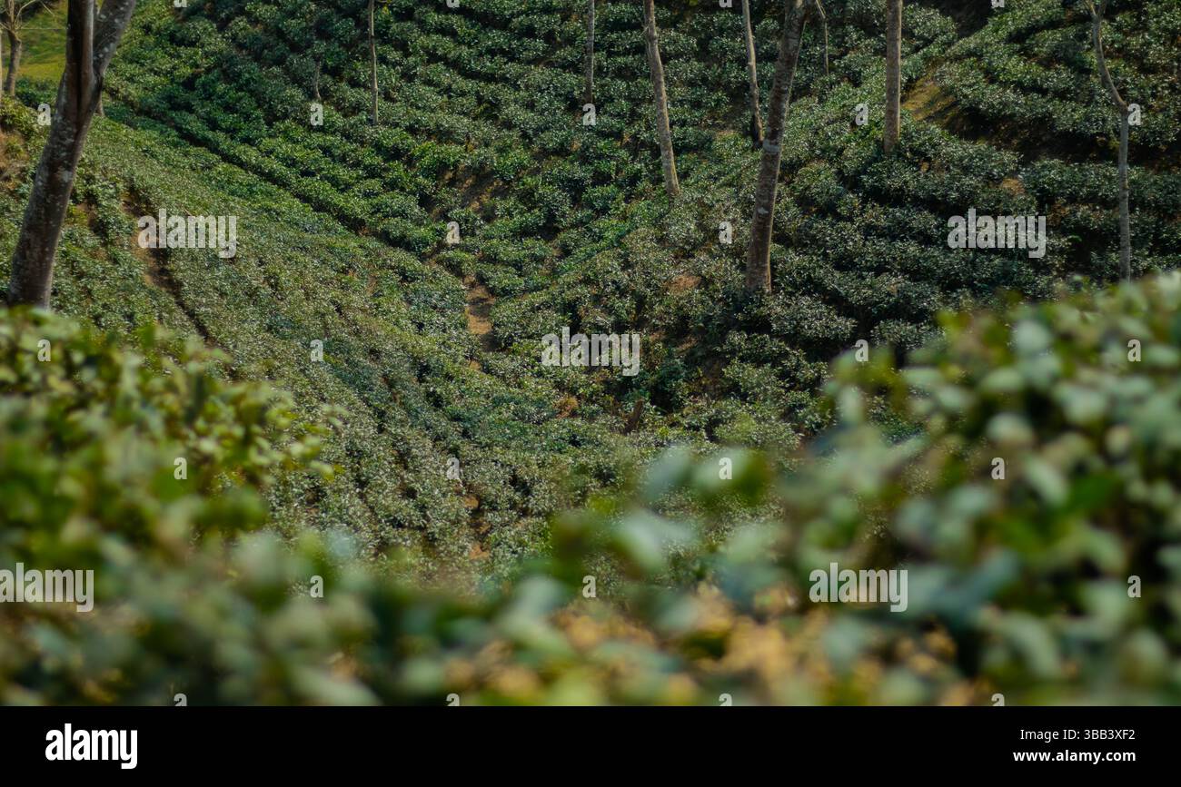 Tea garden in Srimangal, Sylhet, Bangladesh Stock Photo - Alamy