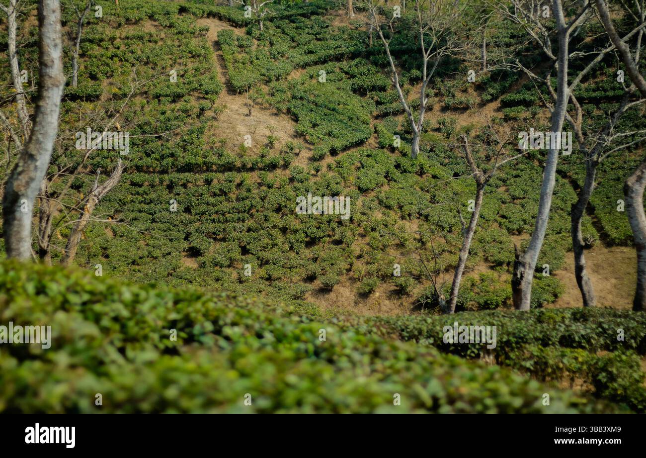 Tea garden. A tea plantation on a hill in Srimangal, Sylhet, Bangladesh ...