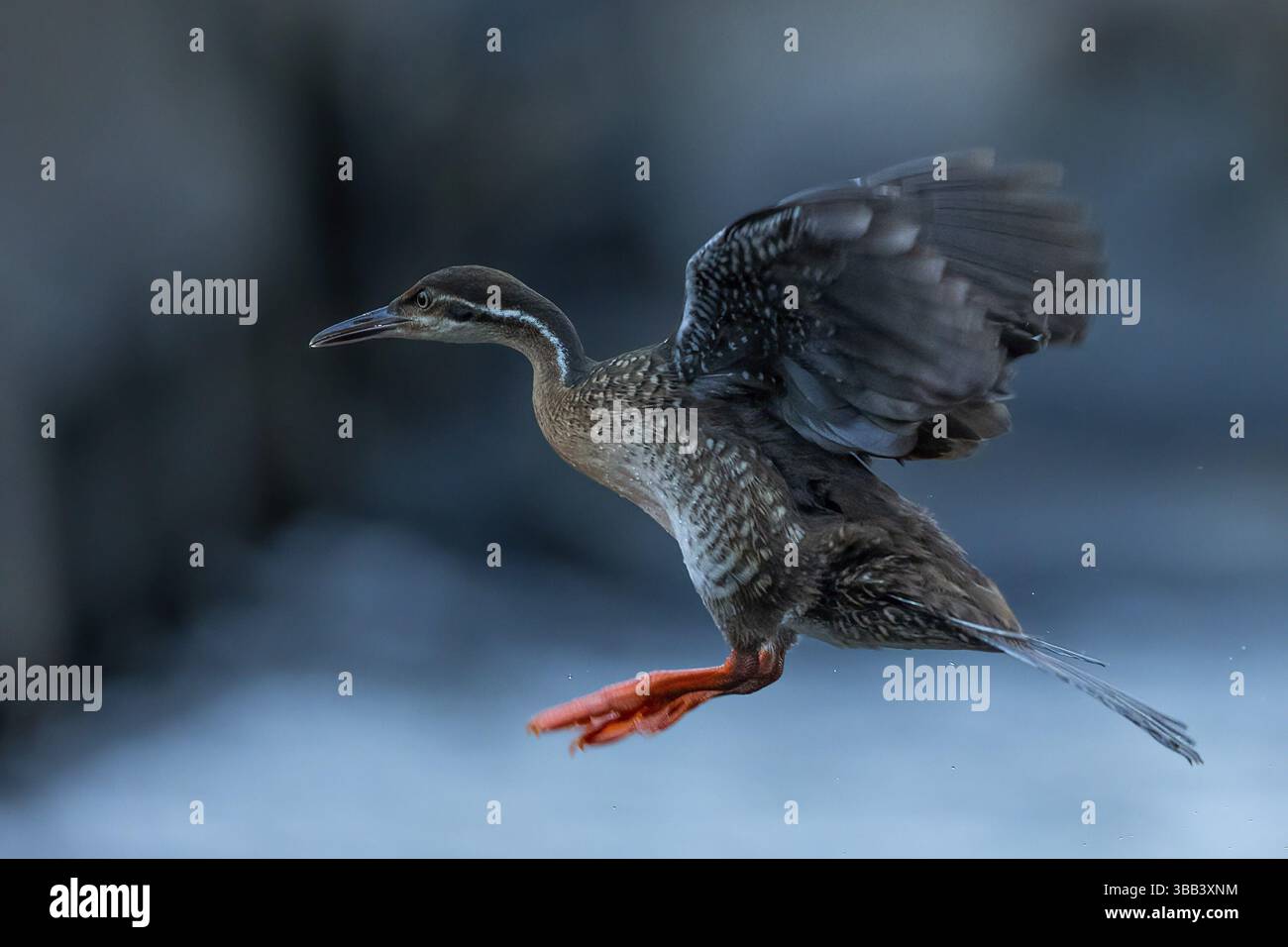African Finfoot (Podica senegalensis) female flying, Mpumalanga, South ...
