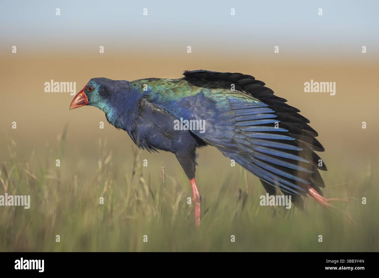 African Swamphen (Porphyrio madagascariensis) stretching leg and wings ...