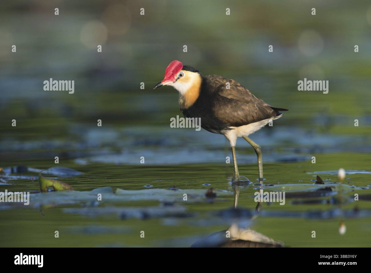 Comb-crested Jacana (Irediparra gallinacea), Queensland, Australia ...