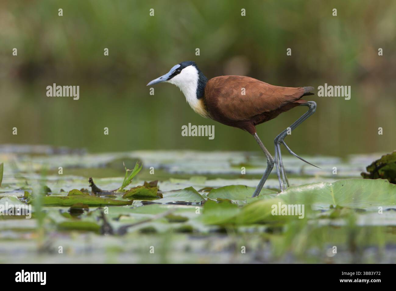 African Jacana (Actophilornis africanus) foraging, Uganda, Africa Stock ...