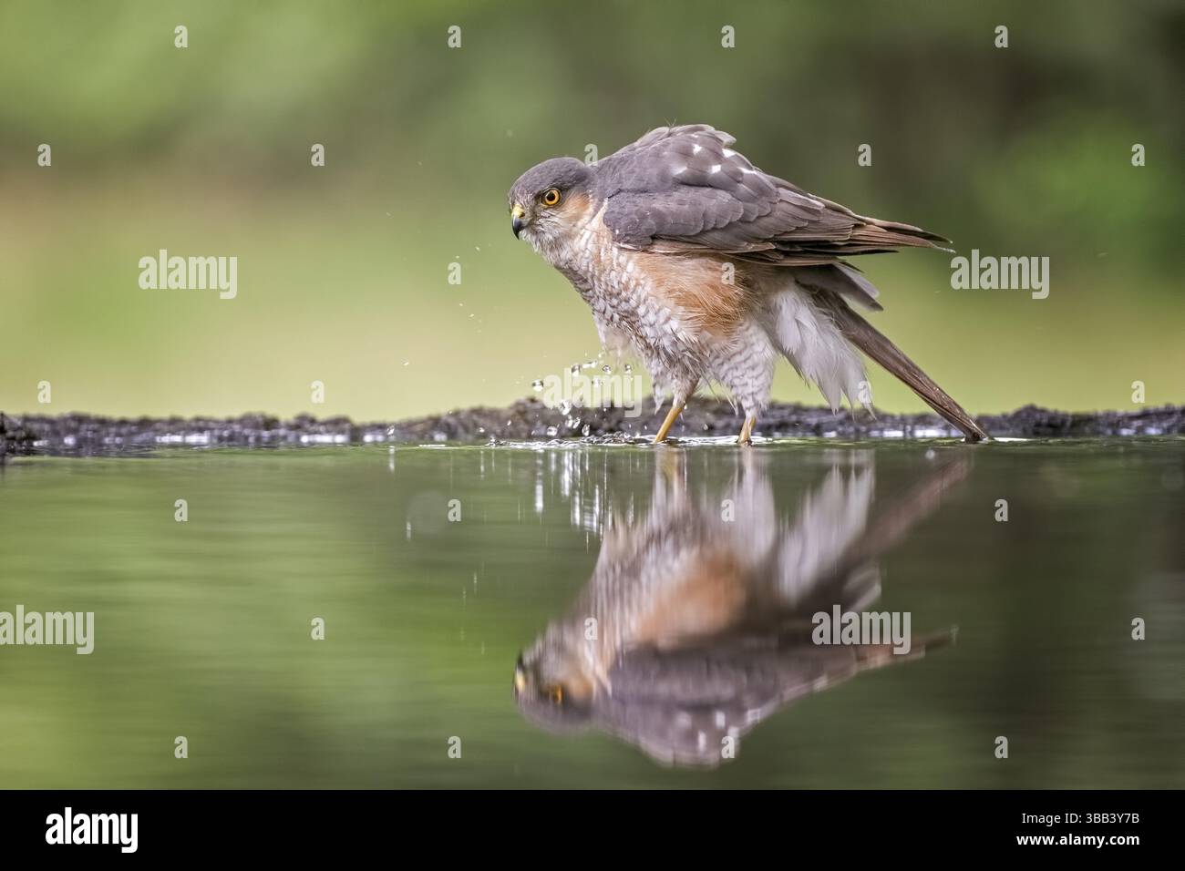 Eurasian Sparrowhawk (Accipiter nisus) male at waterhole, Hungary ...