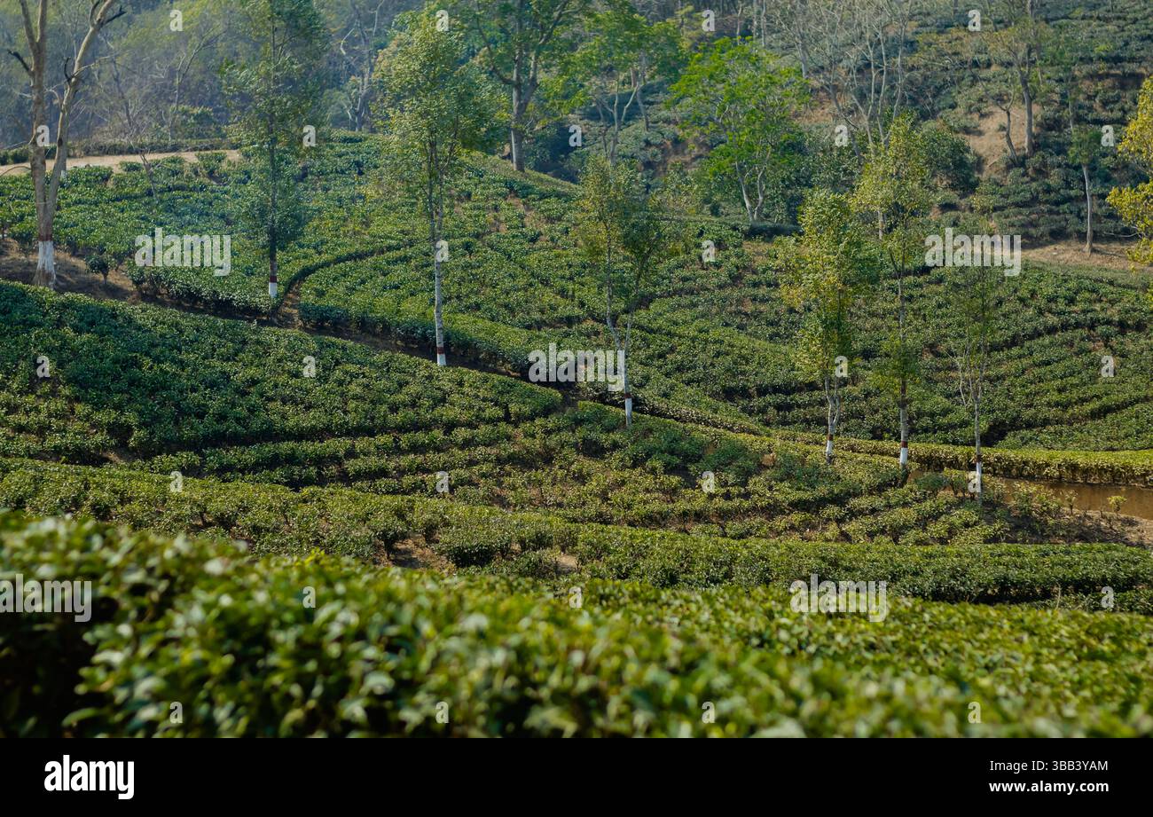 Tea garden. A tea plantation on a hill in Srimangal, Sylhet, Bangladesh ...