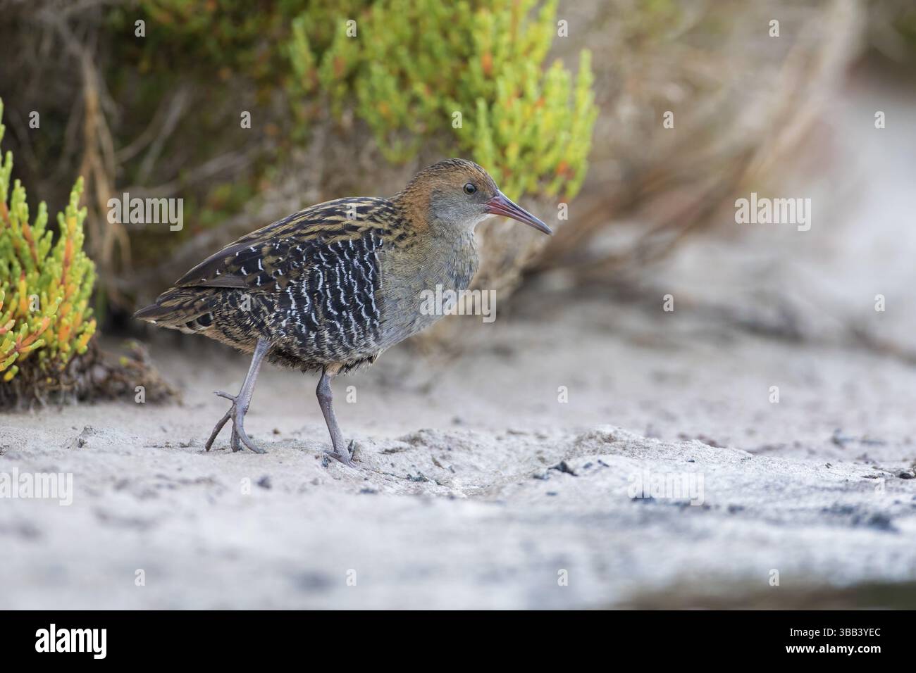 Lewin's Rail (Lewinia pectoralis) male, Victoria, Australia, Oceania ...