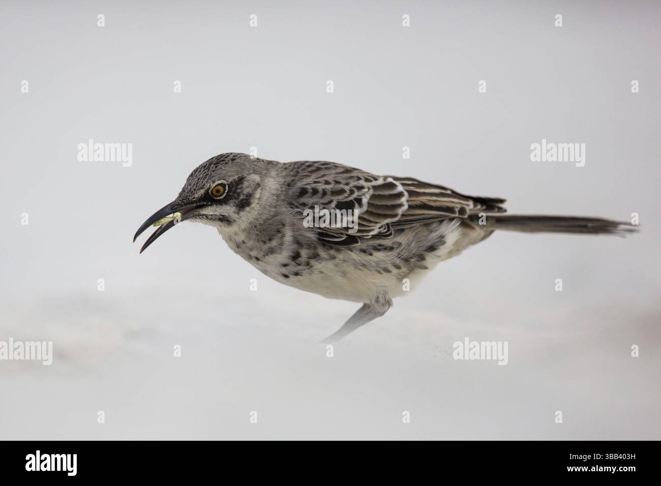 Hood Mockingbird (Mimus macdonaldi), Galapagos, Ecuador, South America ...