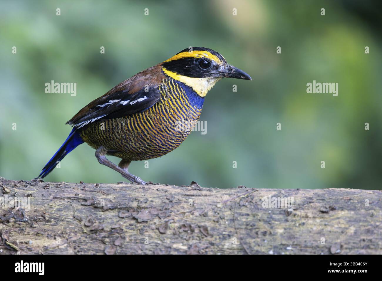 Javan Banded Pitta (Hydrornis guajanus) male, Bali, Indonesia, Asia ...