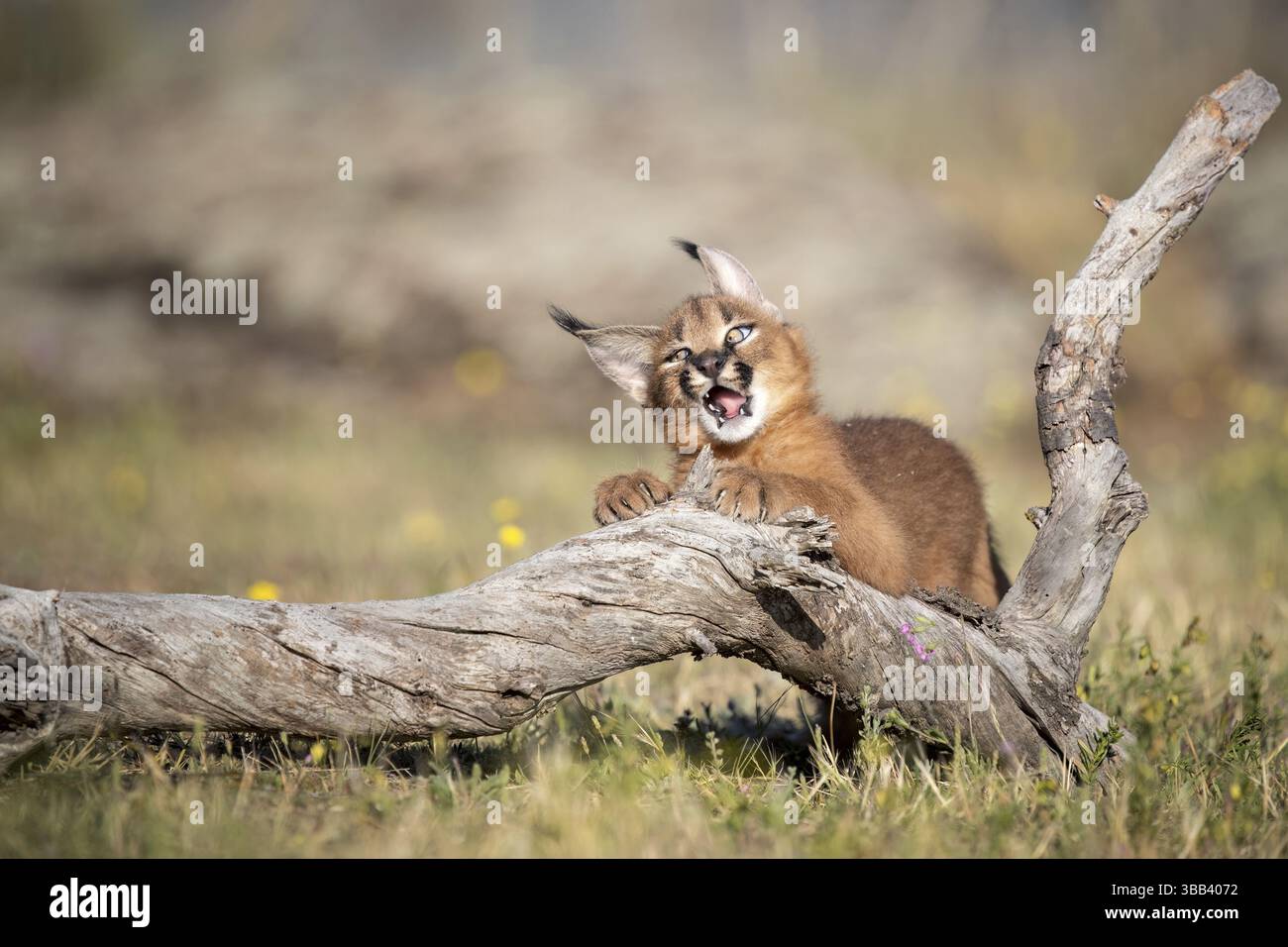 Caracal (Caracal caracal) playful cub chewing on tree trunk, Castile-La ...