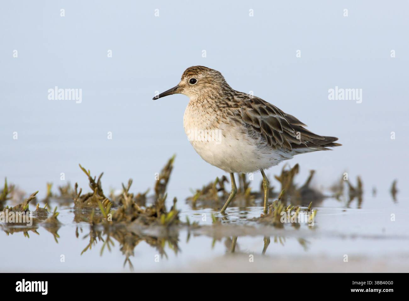Sharp-tailed Sandpiper (Calidris acuminata) foraging, Victoria ...