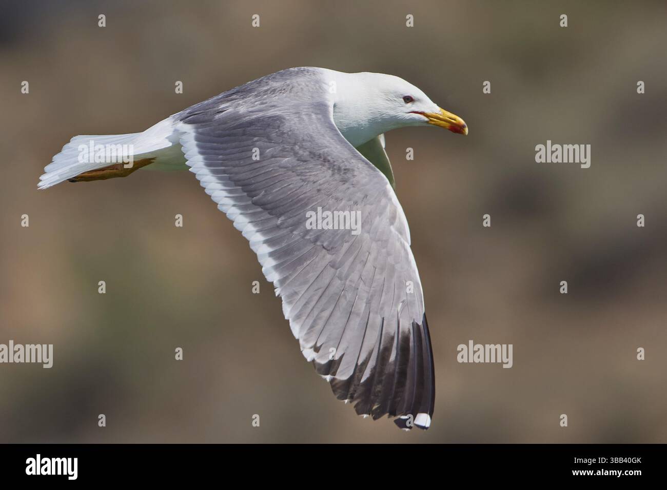 Armenian Gull (Larus armenicus) flying, Armenia, Asia Stock Photo - Alamy