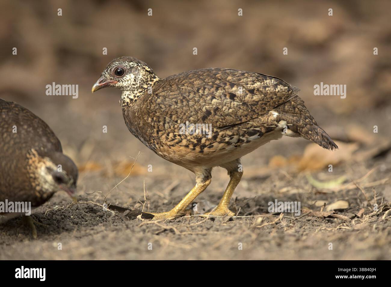 Green-legged Partridge (Arborophila chloropus) perched on the ground ...
