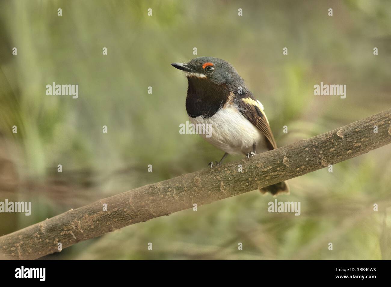 Brown-throated Wattle-eye (Platysteira cyanea) female perched on a ...