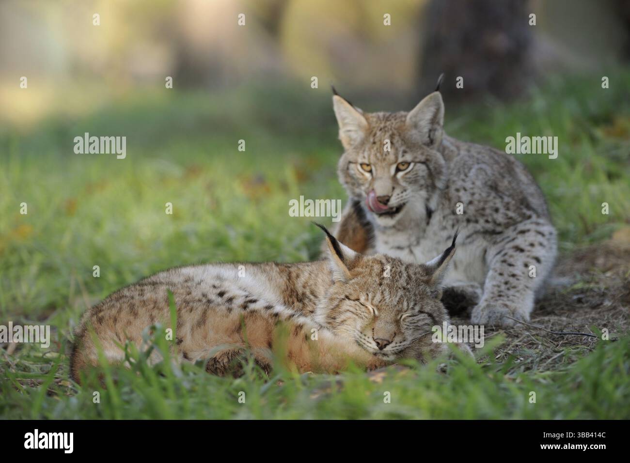 Eurasian Lynx (Lynx lynx) one sleeping and one playful cub, North Rhine ...