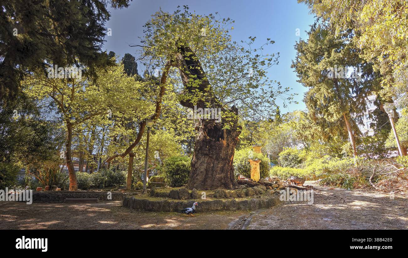 Large tree in the sunshine with surrounding shade and other vegetation ...