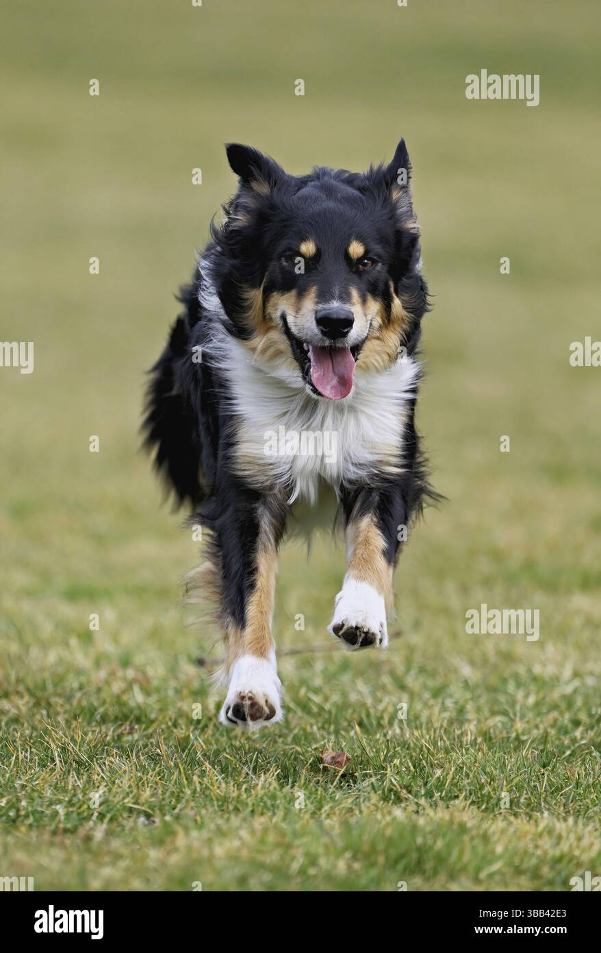 Mixed breed dog between Border Collie and Australian Shepherd jumps ...