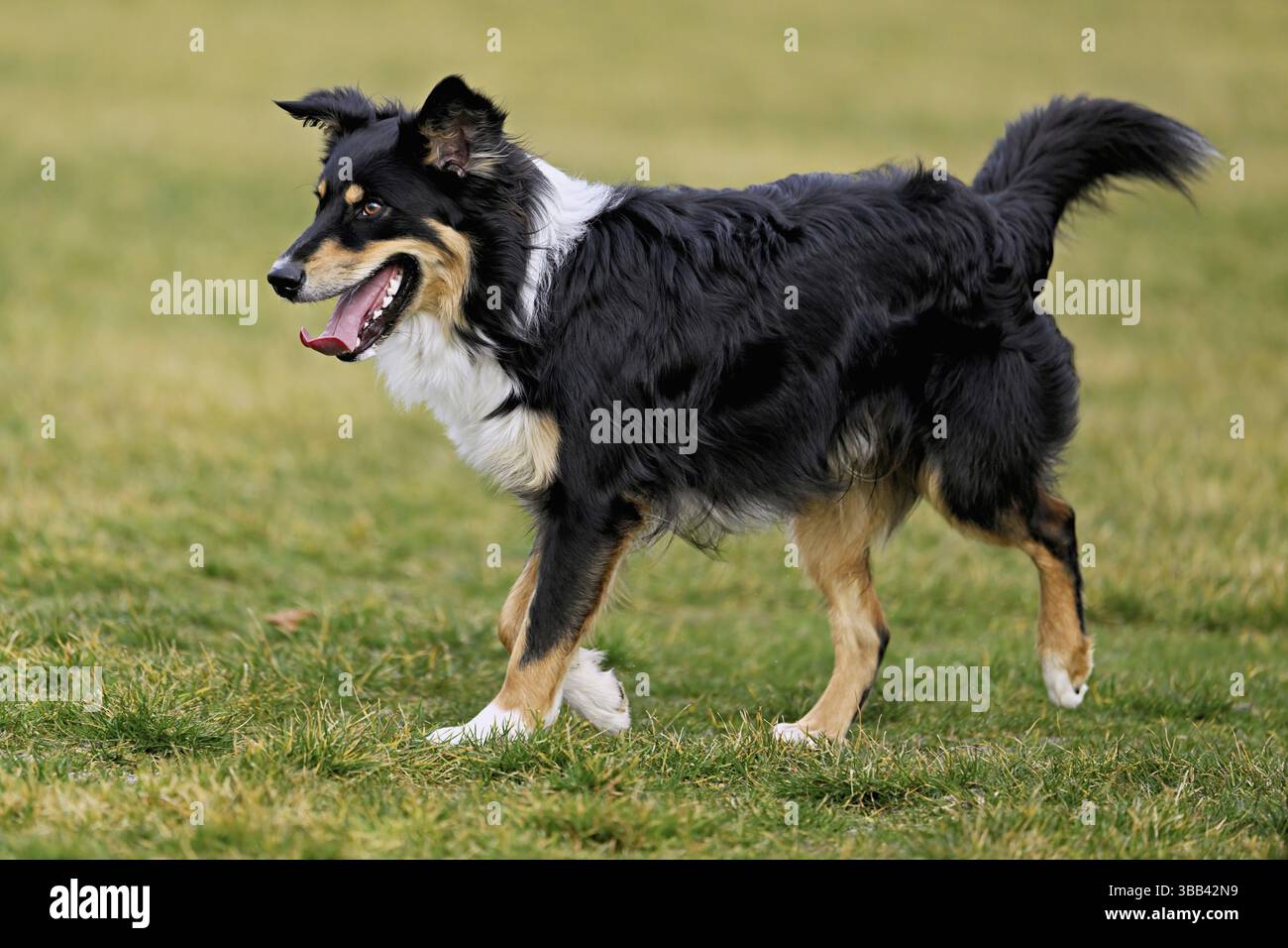 Mixed breed dog between Border Collie and Australian Shepherd jumps ...