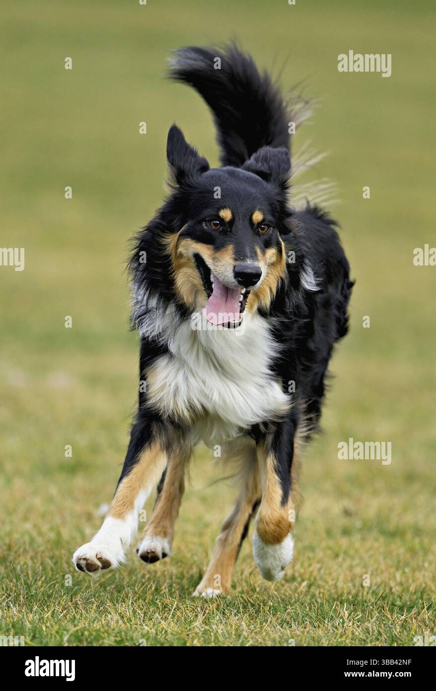 Mixed breed dog between Border Collie and Australian Shepherd jumps ...