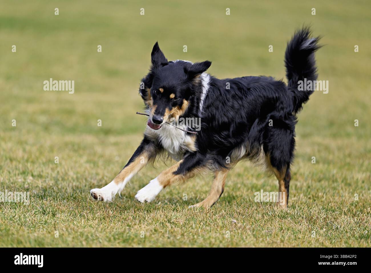 Mixed breed dog between Border Collie and Australian Shepherd jumps ...