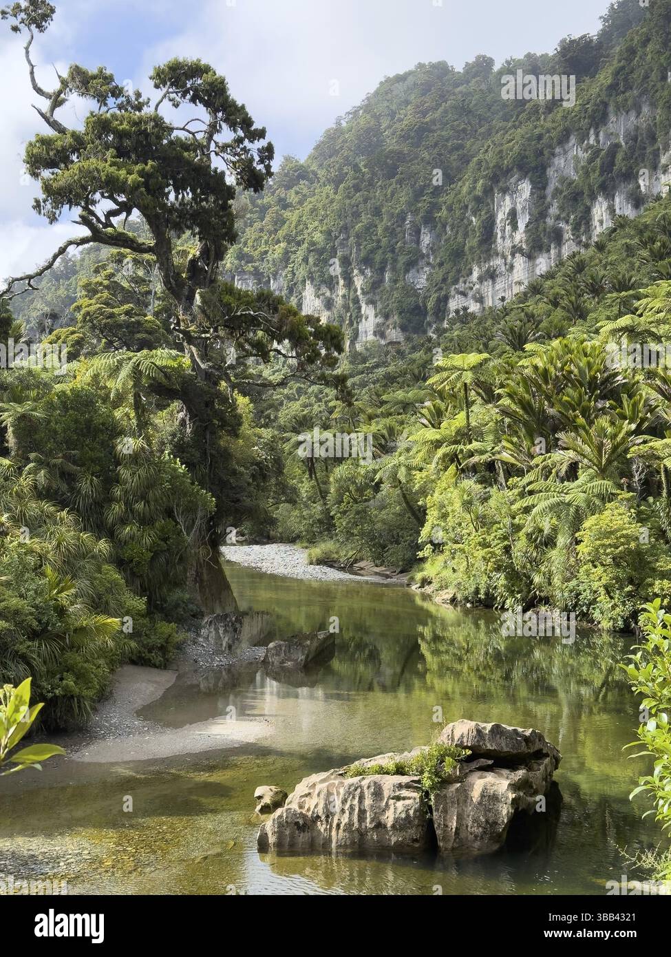 Gorge with green trees and palm trees on the Pororari River Track ...