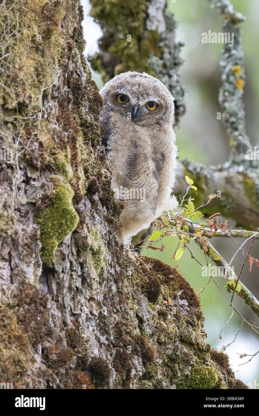 Lesser Horned Owl (Bubo magellanicus) juvenile, Region de los Rios ...