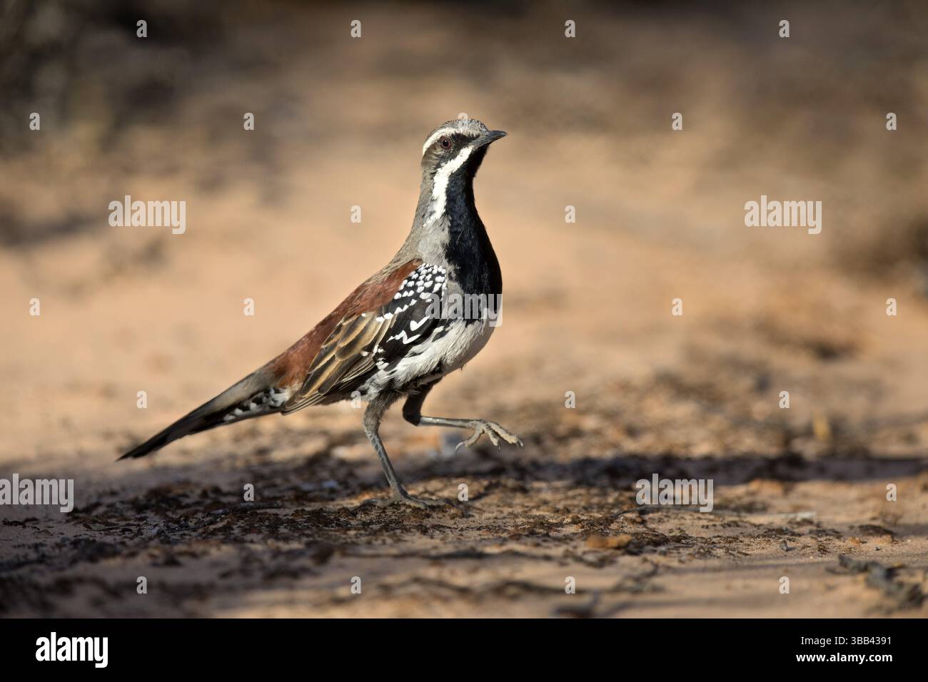 Copperback Quail-thrush (Cinclosoma clarum) male perched on the ground ...