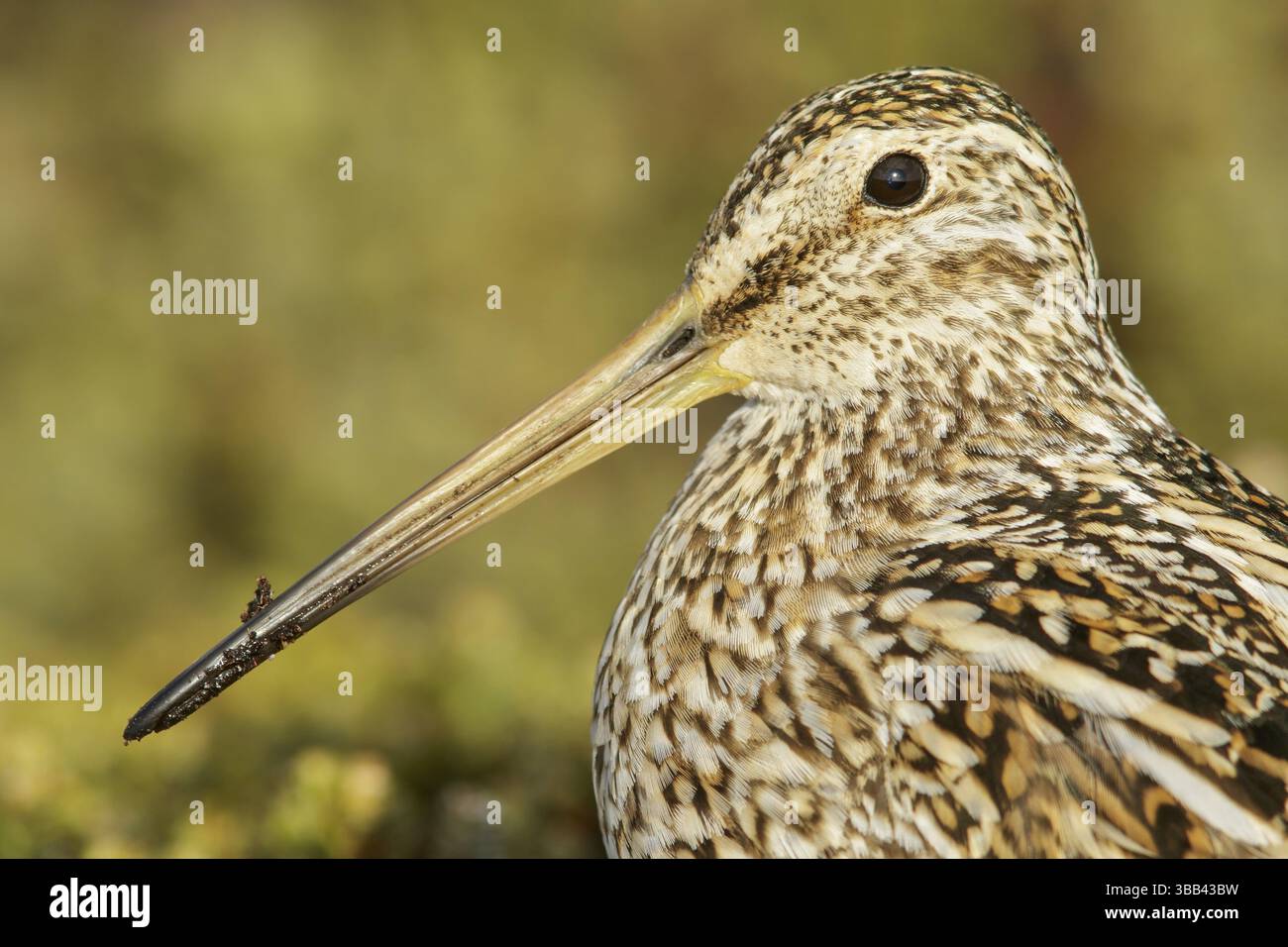 Magellanic Snipe (Gallinago magellanica magellanica) on the ground in the Falkland Islands Stock ...
