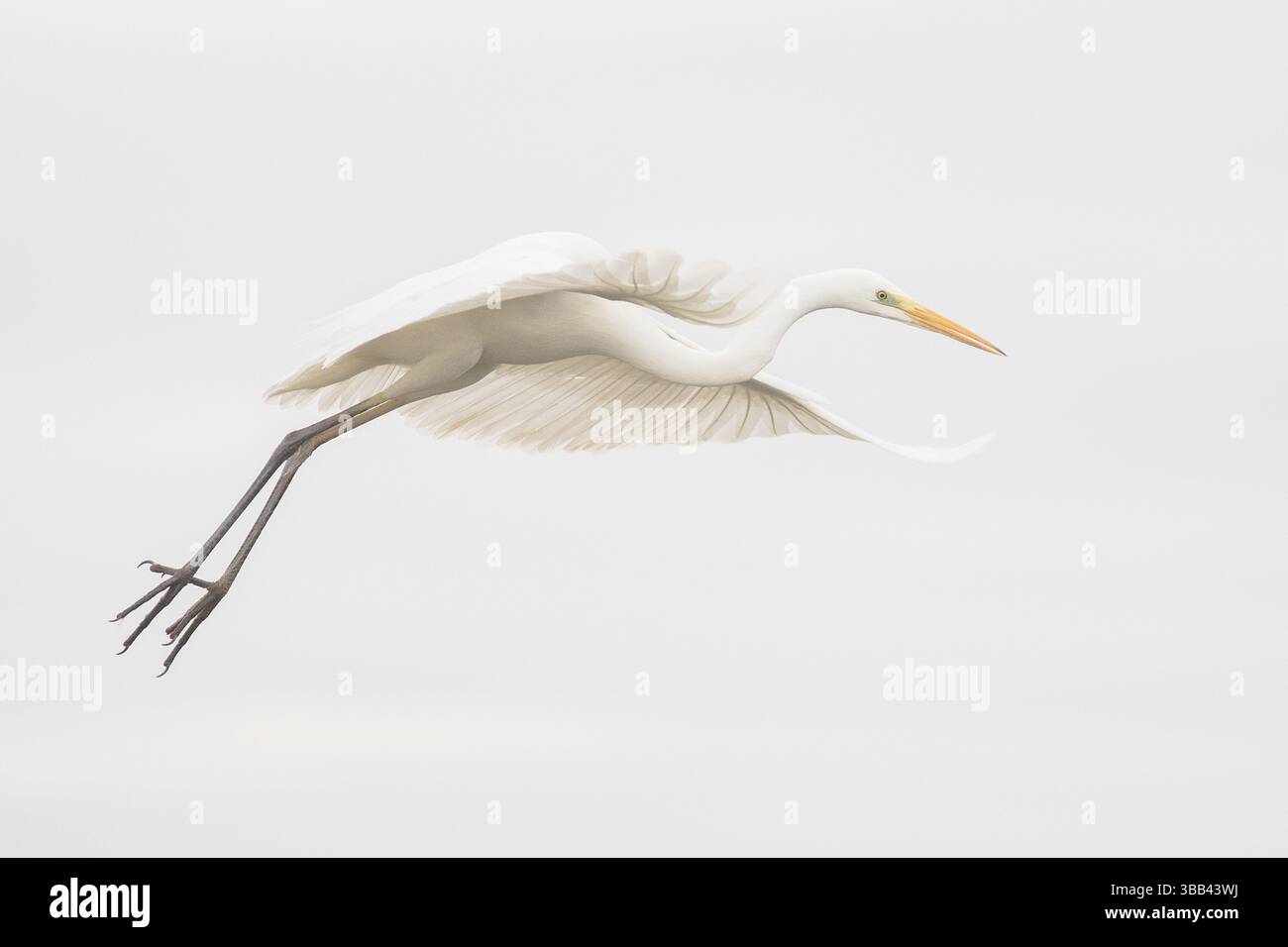 Great Egret (Ardea alba) flying, Subotica, Serbia, Europe Stock Photo ...